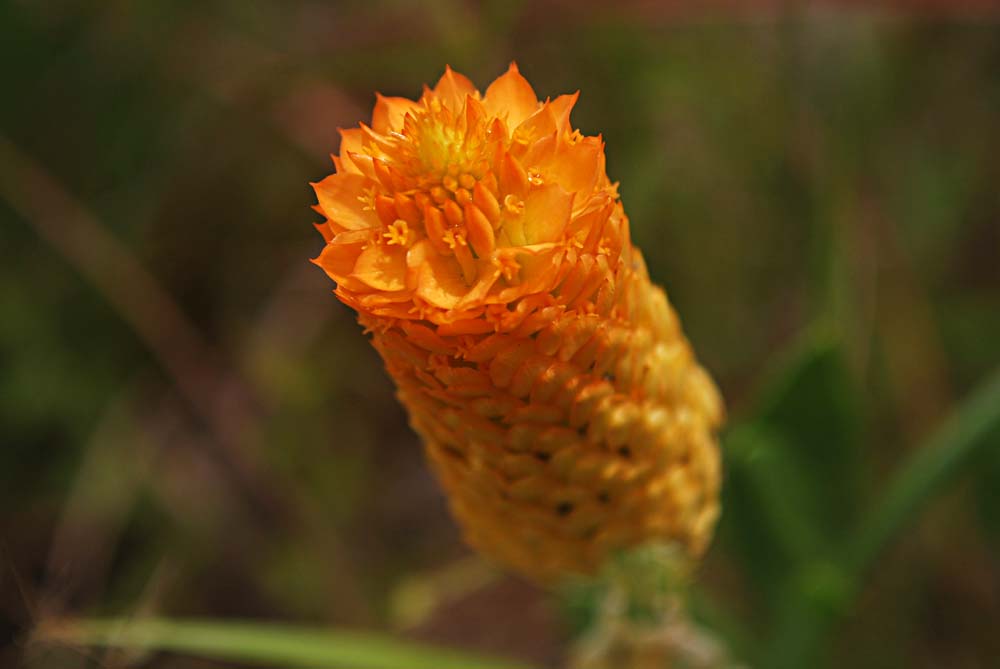 Space Coast Wildflowers: Panhandle Wildflowers, May 12-14, 2012