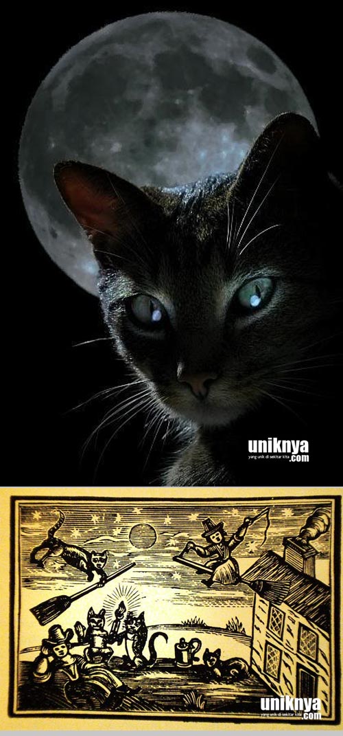 5 Hewan yang Memiliki Mitos Mengerikan di Dunia - pondok reot