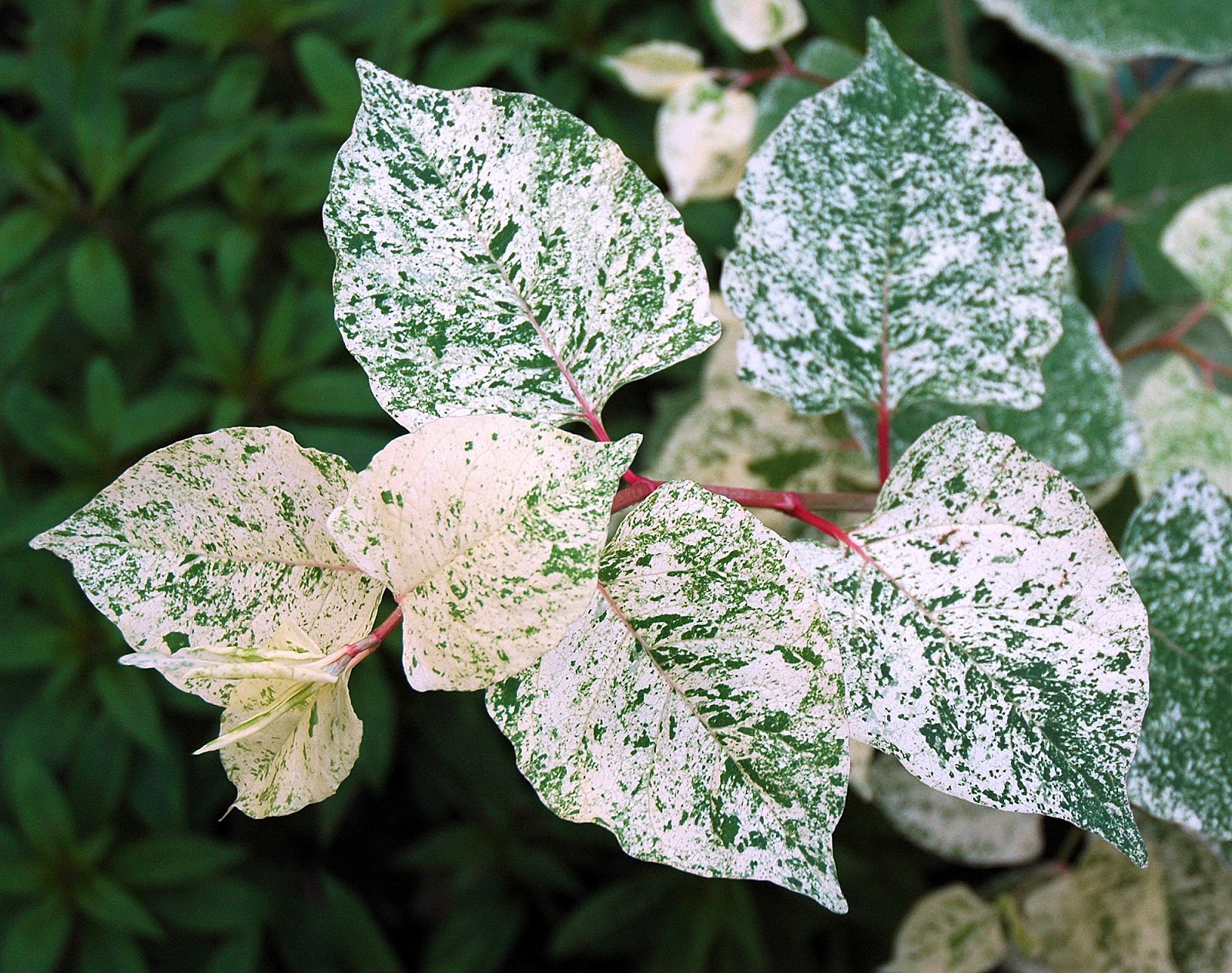 Tin Roof Gardens: Philadelphus in Maryland...