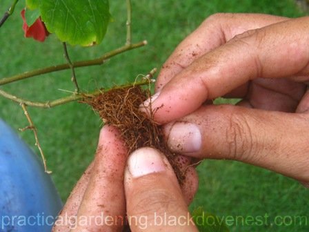Practical Gardening: Steps for Air Layering or Marcotting