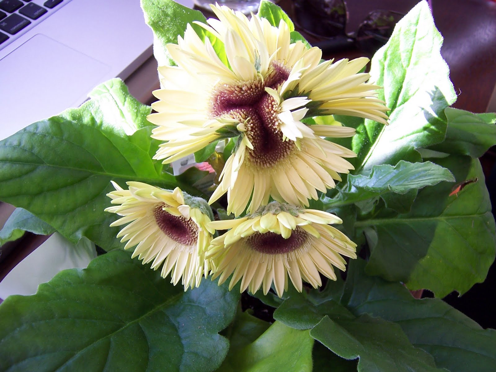 She Carried a Watermelon: My Mutant Gerbera Daisy
