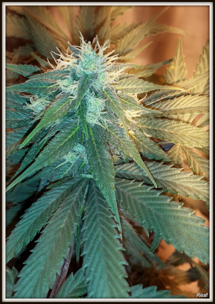 Reaferman's Organic Garden: Bud Shots