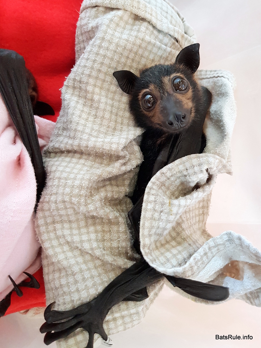 Rehab | Heat stress event | Megabats babies Spectacled Cairns Flying ...