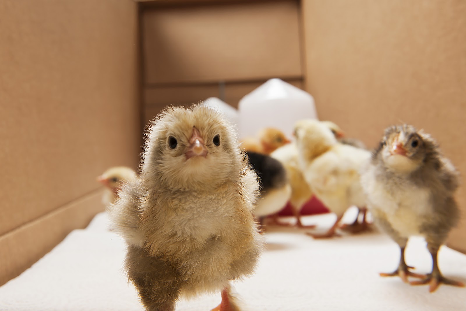 Premier Farm Diary: Freshly Hatched Chicks!