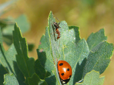 Trailing Ahead: Native Bay Area plant garden at Mitchell Canyon Visitor ...