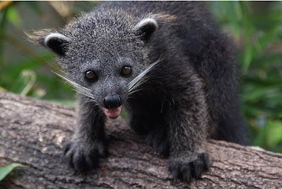 Binturong | The Life of Animals