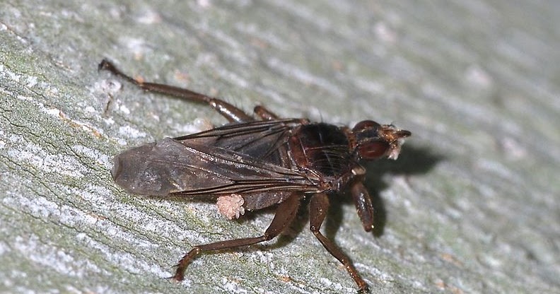 Assistência de Aves Urbanas Cidade dos Anjos: A mosca dos pombos