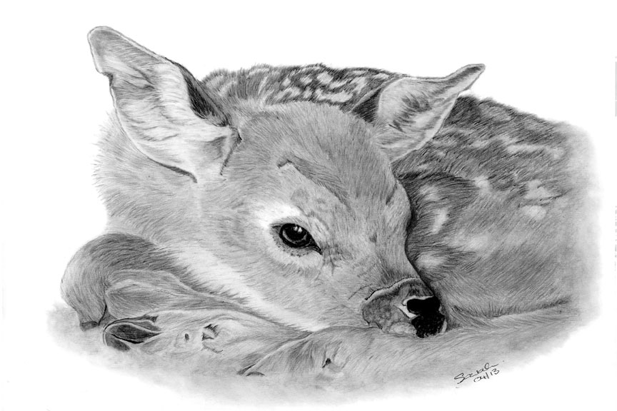 Sarahs Pet Portraits and Art Work: April 2013