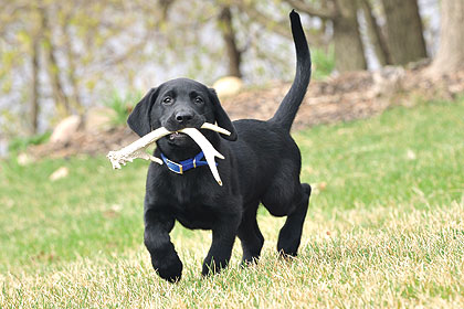 Natural Antler Dog Chews: Why Antlers for Dogs? Most common questions ...