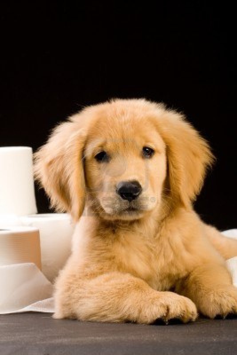Mascotas: Golden Retriever
