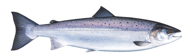 Pesca por los Ríos de Galicia: 2013