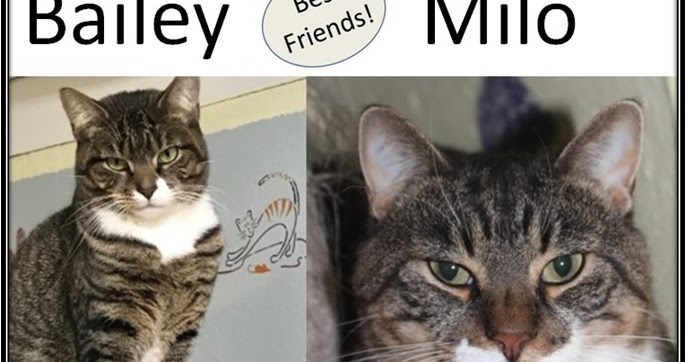 middletowneye: Cat Tales ~ BAILEY & MILO