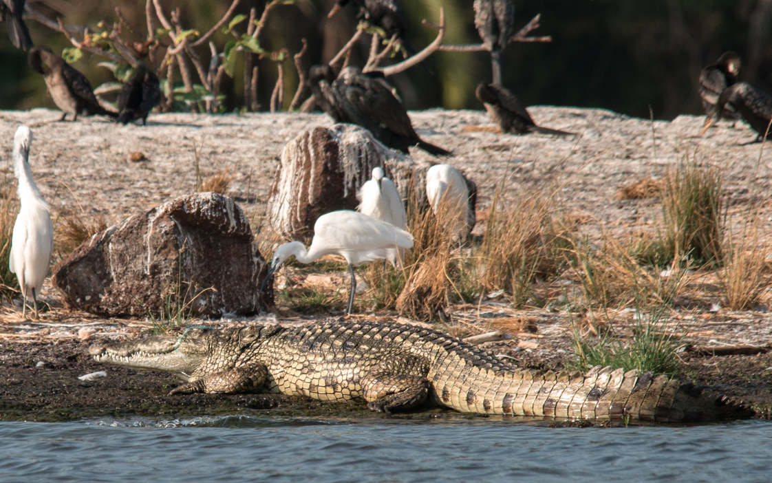 This River is Wild: Manipulating Variables