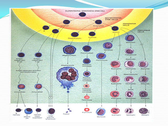 Leukemia, Epidemiologi, Patogenesis, Leukemia Akut - Artikesehatanmu