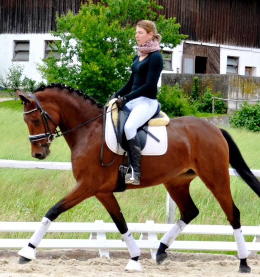 Elevage du Hans: Chevaux vendus