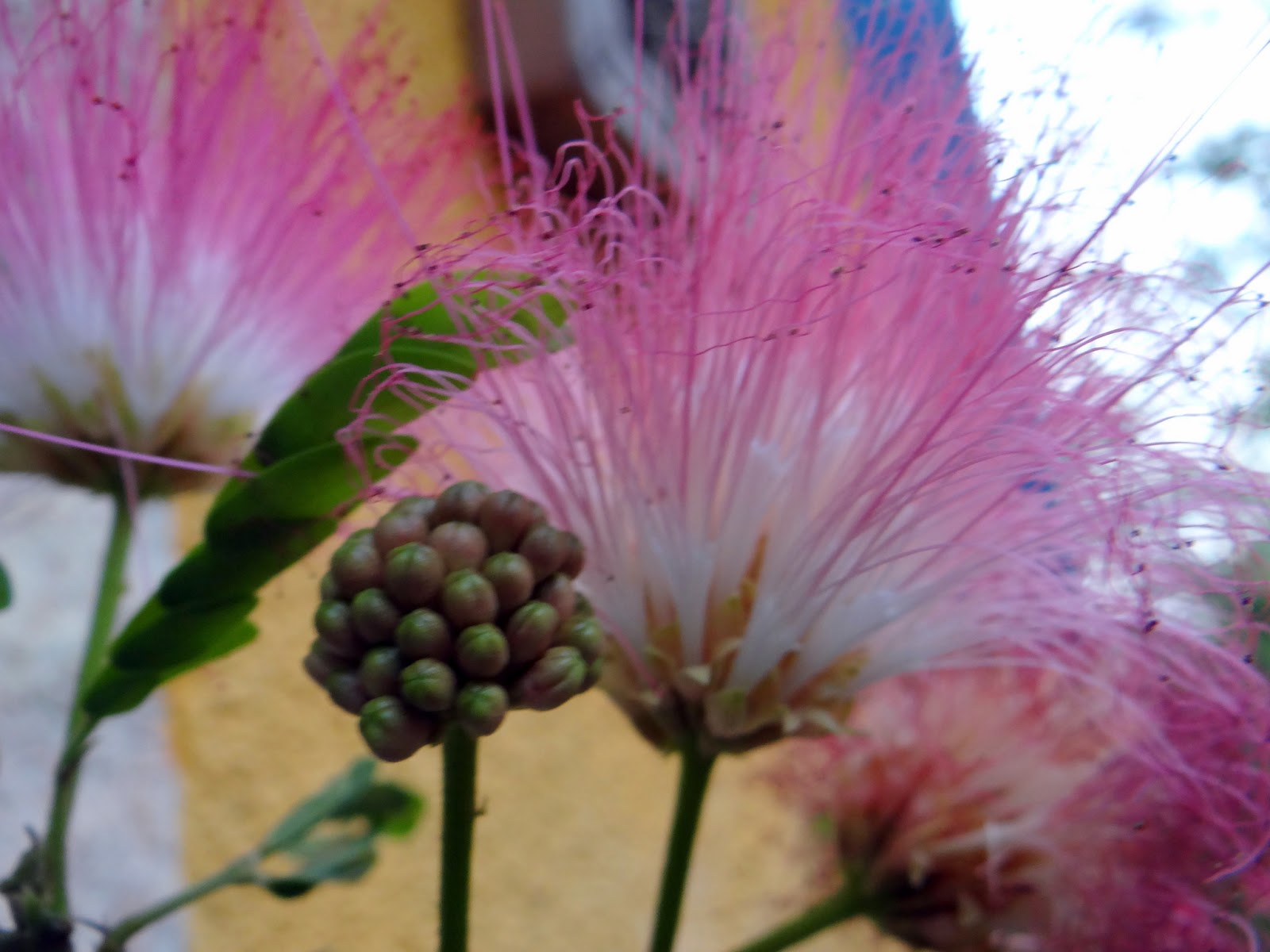 PazzaPazza: NEMUNOKI - THE SLEEPING TREE