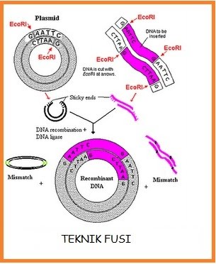Pelajaran : Biologi: BIOTEKNOLOGI MODERN