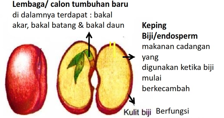 Jenis Jenis Flowchart Dan Fungsinya Bakal Biji Ovulum