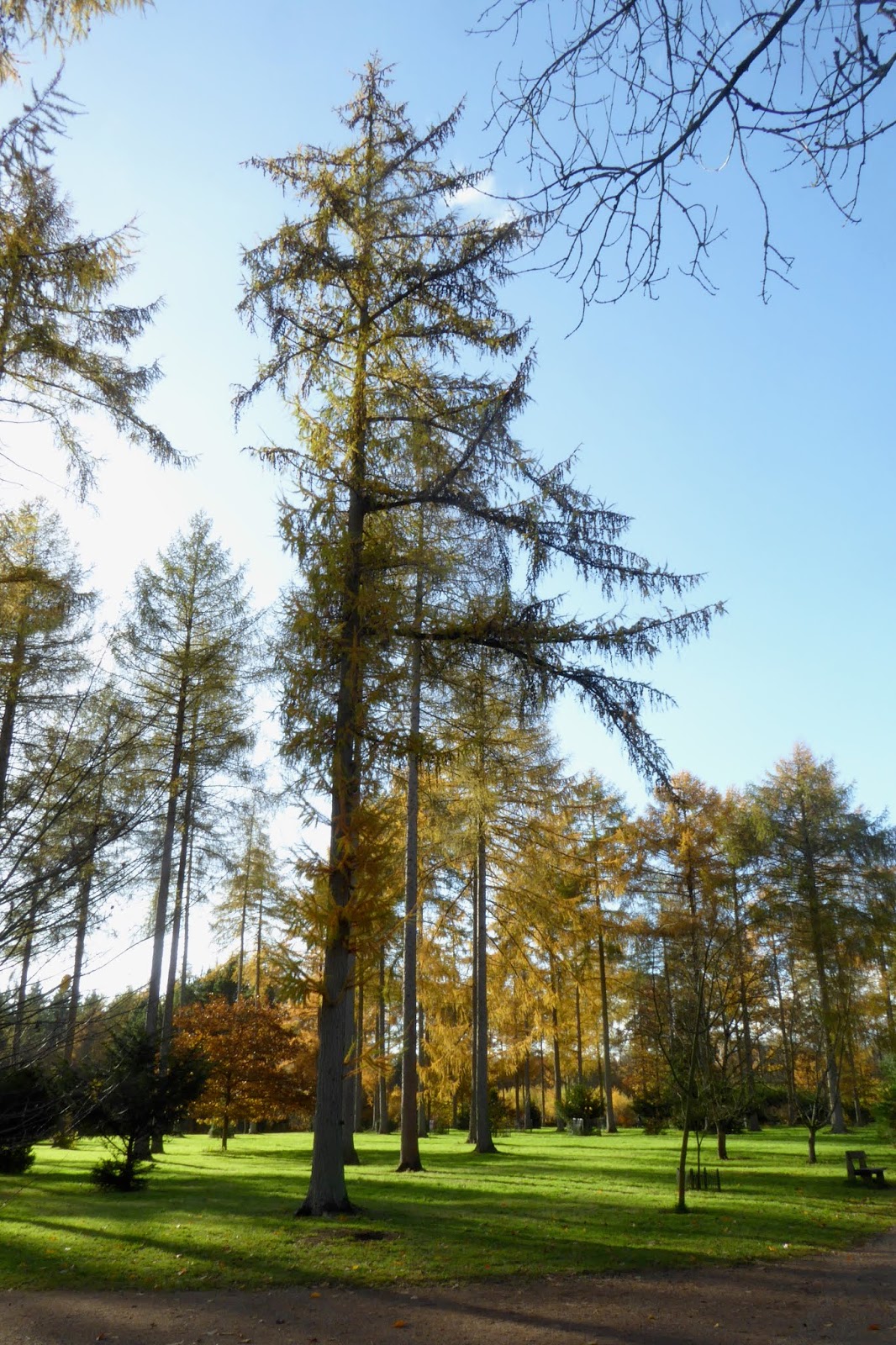 Treetops - One day classes in Newbury: The Autumn Trees at Westonbirt ...