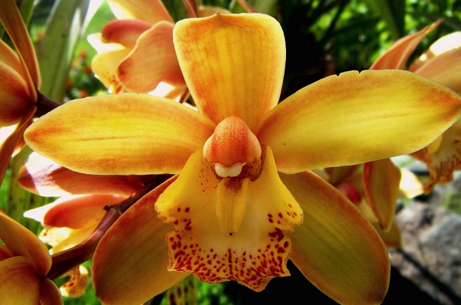 Cantón Piñas "Orquídea de los Andes": Flora y Fauna