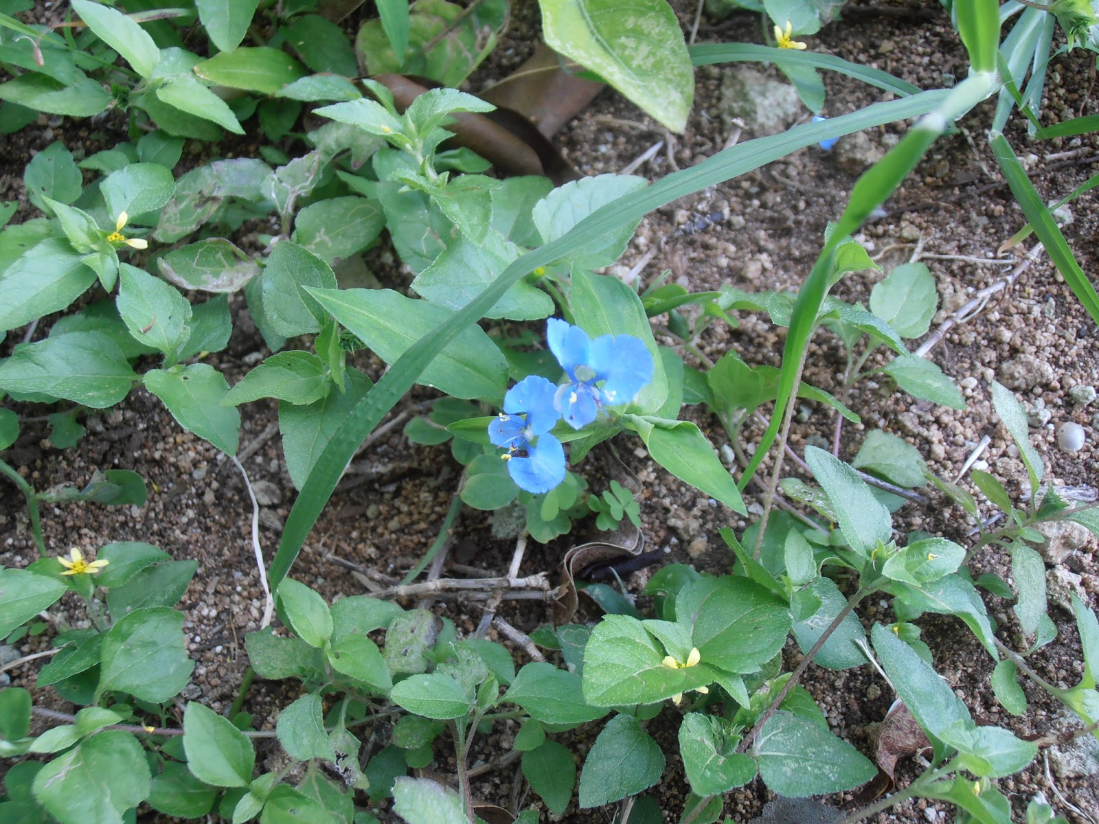 Flora de Puerto Rico Ilustrada Papo Vives: COMMELINACEAE-COMMELINA ...