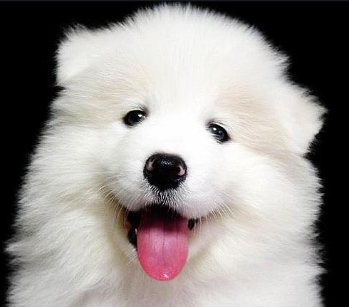 qpapp: [강아지종류]사모예드, 항상 웃고 있는 스마일독! [Type dog] Samoyed, always smiling dog!