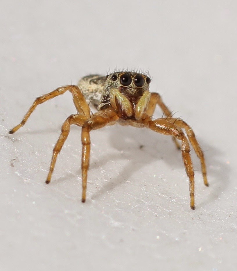 News from Coquette Point