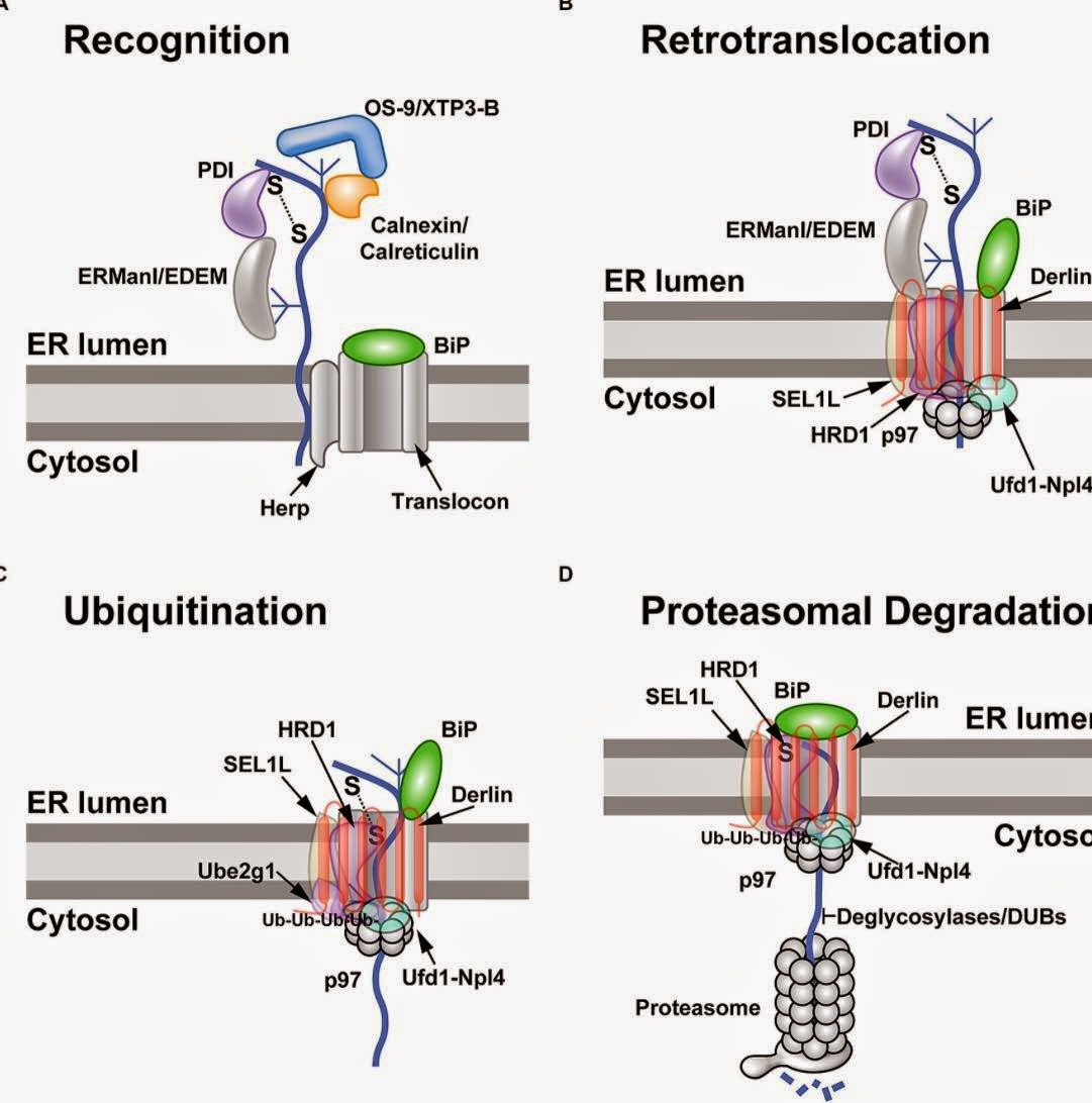 New Path: Cell Biology
