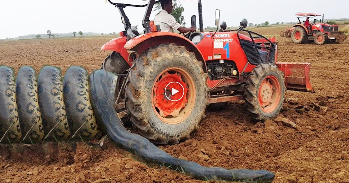 YOUTUBE VIDEOS BLOG: OH! GIANT PYTHON SNAKE KILLED ON FARM LAND - WATCH ...