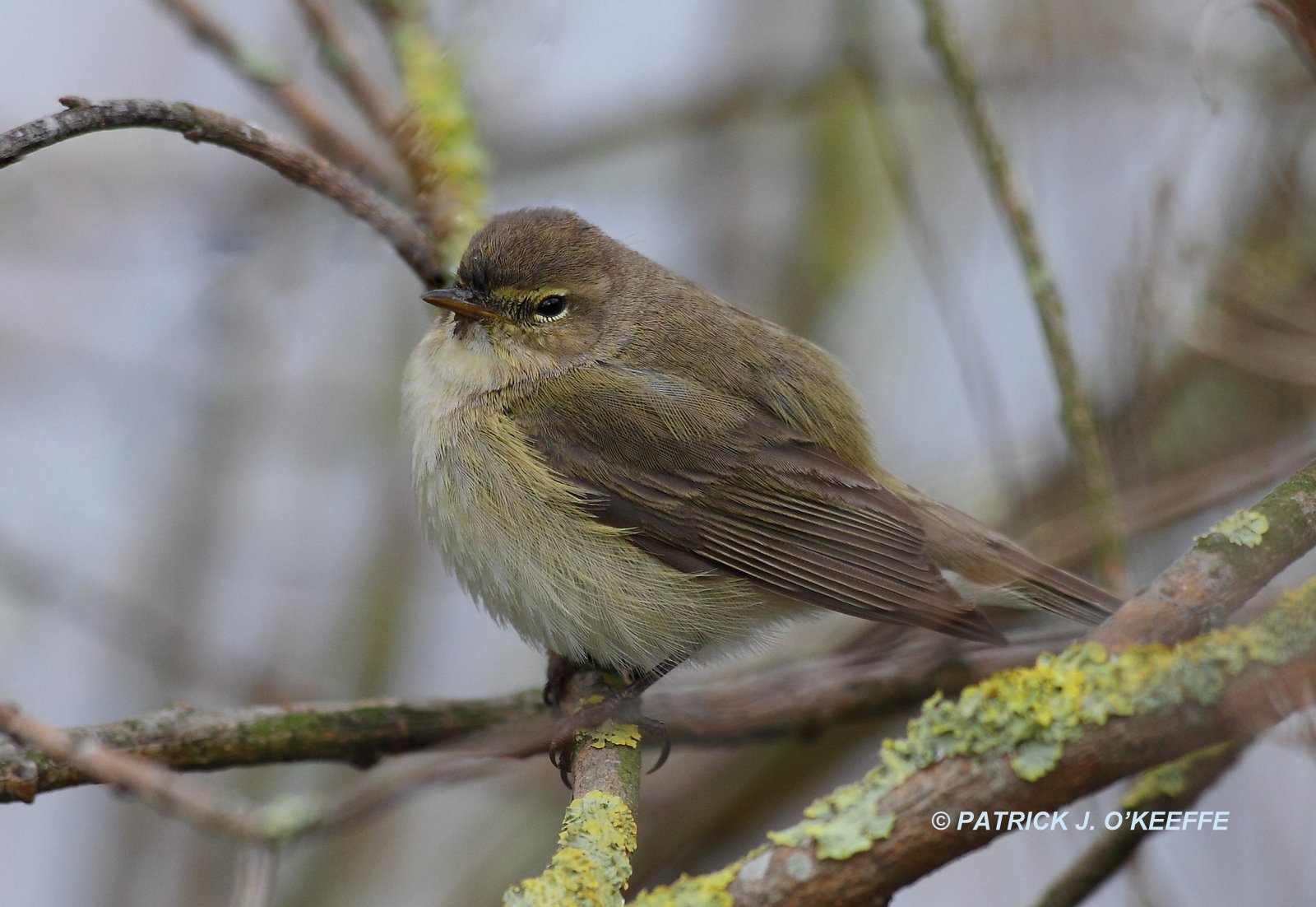 Raw Birds: COMMON CHIFFCHAFF (Phylloscopus collybita subspecies P. c ...