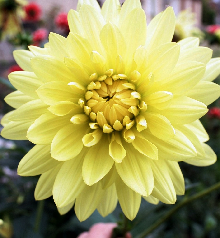 Flower Homes: Dahlia Flowers