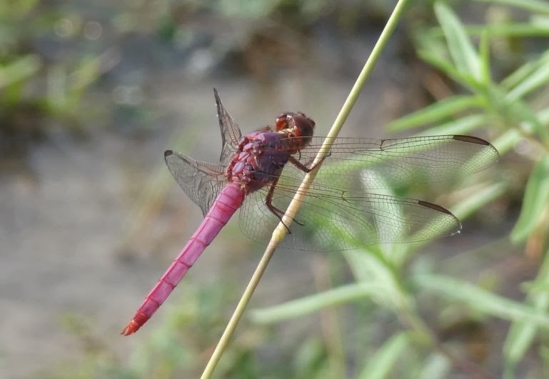 H-Town-West Photo Blog: Dragonflies come in many colors - Houston area ...
