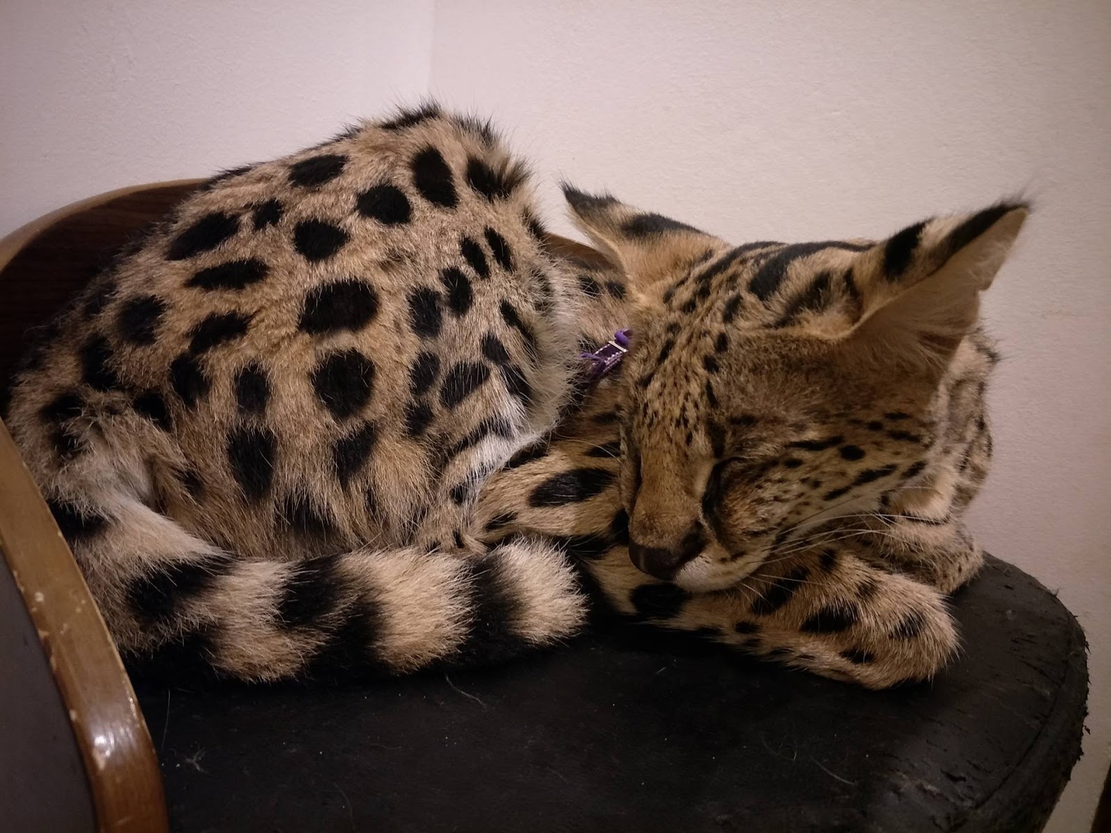 Bengal Brew: A Cat Cafe in The Metro ~ Viva Manilena