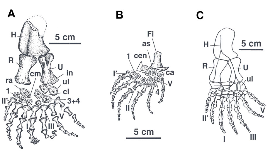 Waxing Paleontological: Whale Lizards of the Triassic: Part II