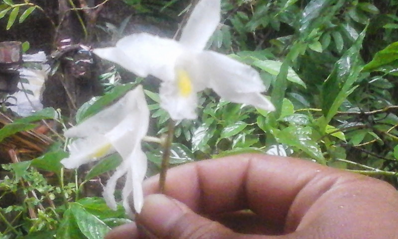 Anggrek Hutan Kalimantan Selatan: Anggrek Hutan Kalimantan Selatan