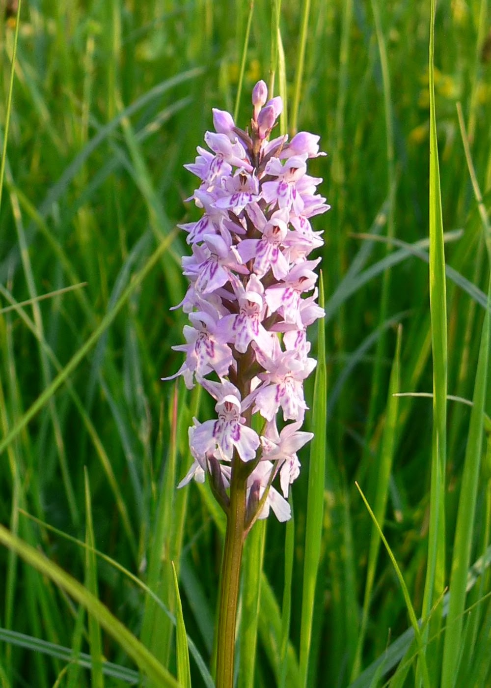 Species of UK: Week 64: Marsh Orchids ('Dactylorhiza')
