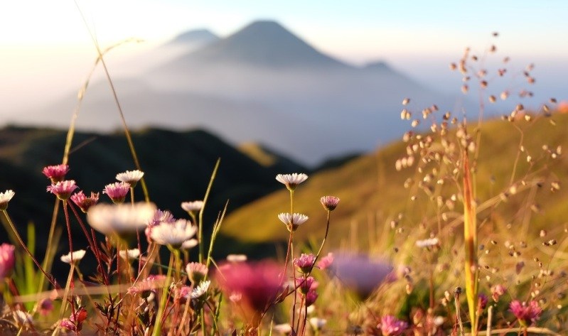 Selendang Sandra: Gunung Prau Via Dieng, Dan Bunga Daisy - Pendakian ...