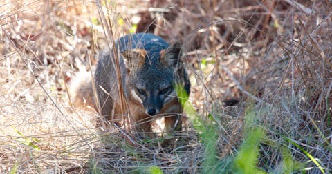 Friends of the Island Fox: Fox Foto Friday - Surviving the Heat