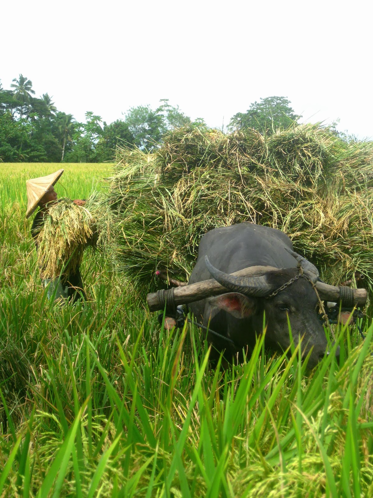 Travel Video: The Farm at San Antonio