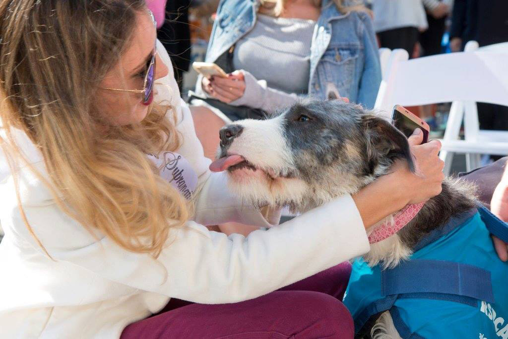 Pound Paws Double Bay Dog Day - June 24 | Australian Dog Lover