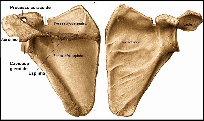 Atlas de Anatomia Humano : Sistema Esquelético