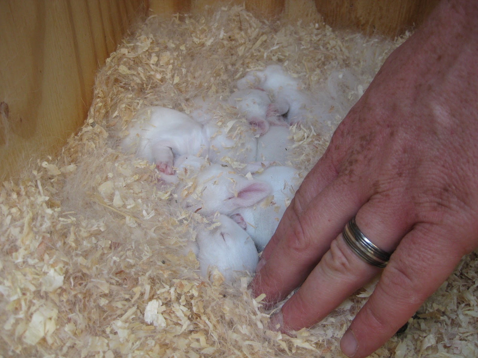 The Ripple Effect: Baby New Zealand Bunnies