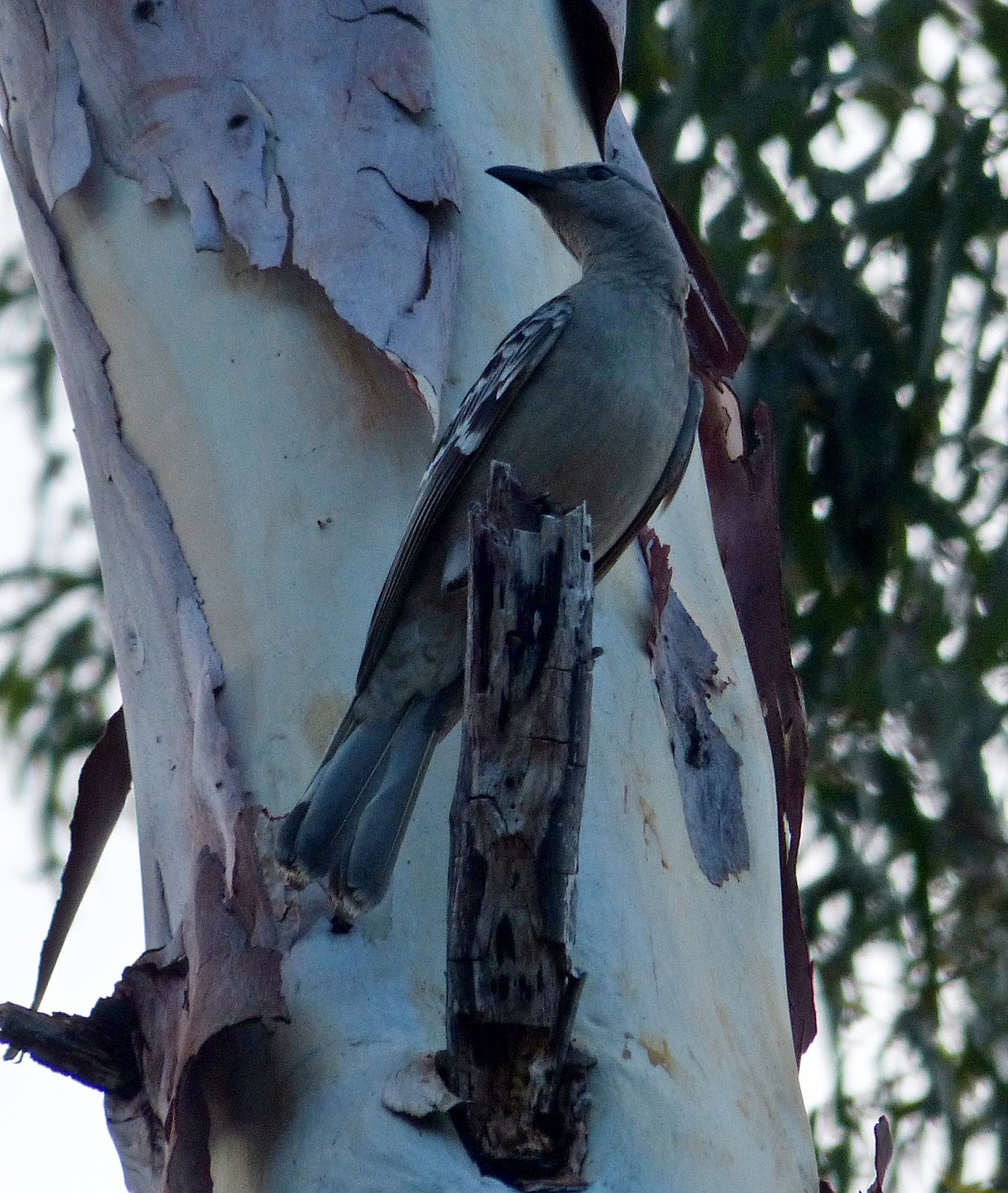 A.W.Birder: Always on the lookout for fine birds...: Australian ...