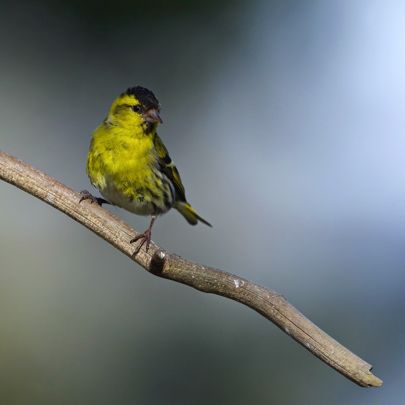 Naturfoto Einar Hugnes: Kjernebitere og andre småfugler på foringa