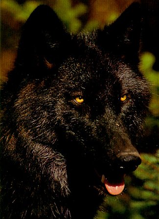 Abe's Animals: Alexander archipelago wolf
