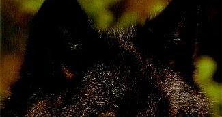 Abe's Animals: Alexander archipelago wolf