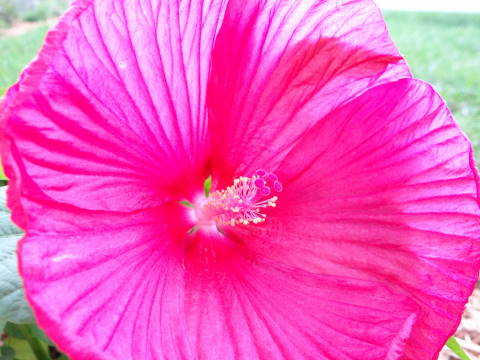 Photography: My Backyard 8-29-12
