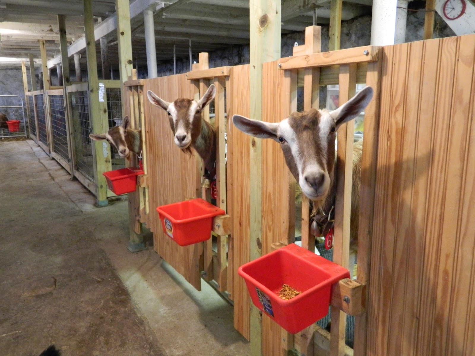 UMAKINI UNAOTAKIWA KATIKA UFUGAJI WA MBUZI WA MAZIWA