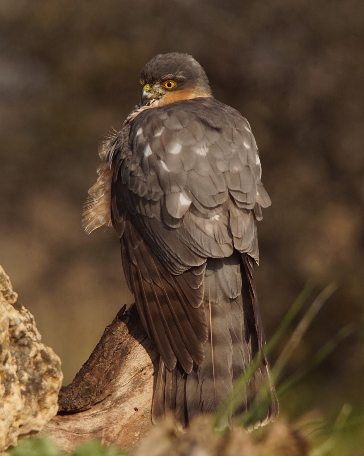 Pasión por las aves: Gavilán común.(Accipiter nisus)
