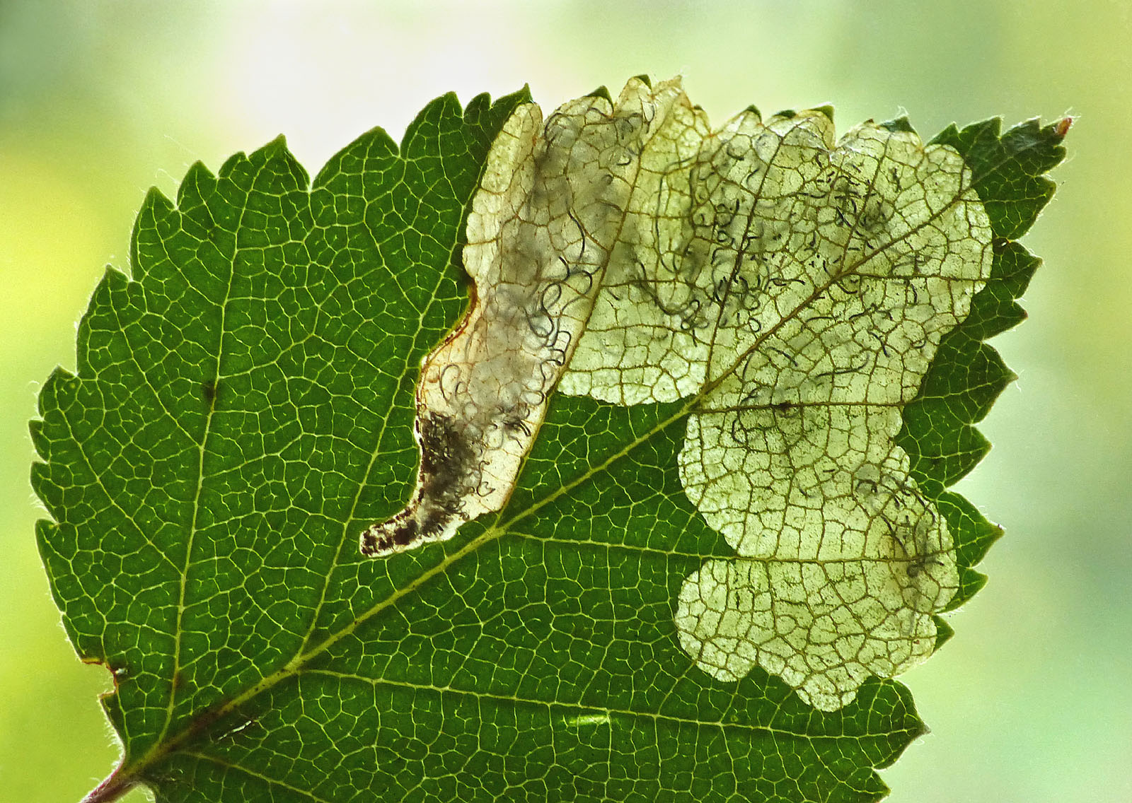 Charlie's moths of Calderdale.: ERIOCRANIIDAE